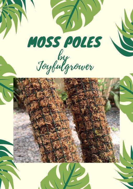 ️Moss Poles for plants, plant poles, sphagnum moss poles, PVC-coated ...