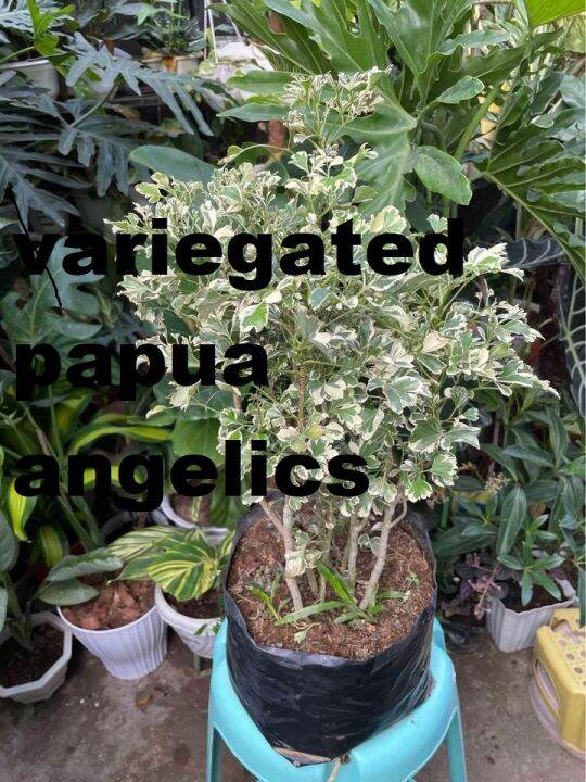 variagated papua | Lazada PH