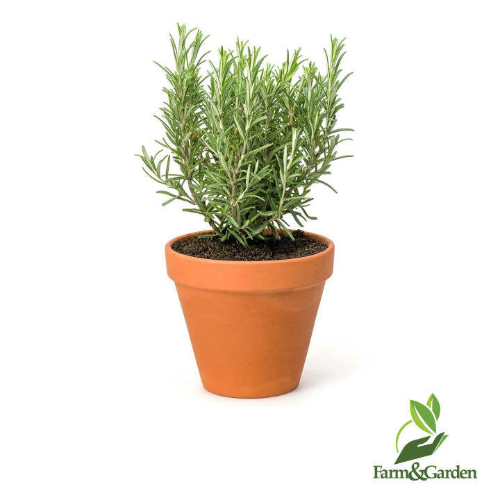 Rosemary - 10 seeds per pack | Lazada PH