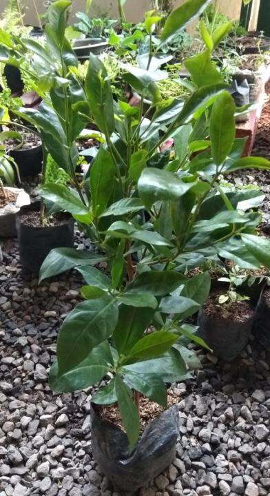 Pohon Salam/Tanaman Daun Salam/ Bibit Pohon Salam | Lazada Indonesia