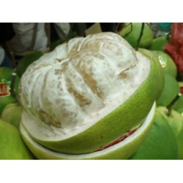 POKOK LIMAU BALI ISI PUTIH HYBRID | Lazada