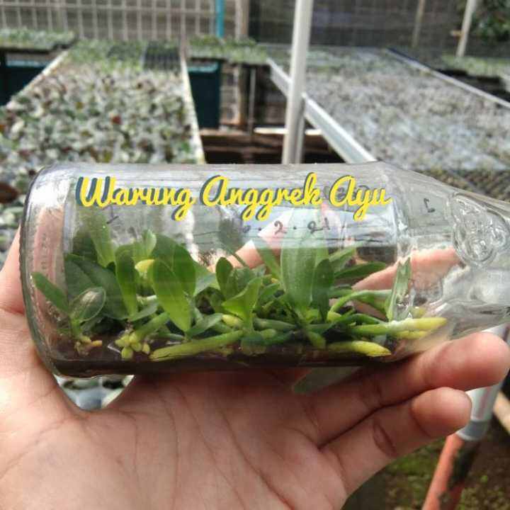 anggrek botol bulan taiwan hybrid special edition | Lazada Indonesia