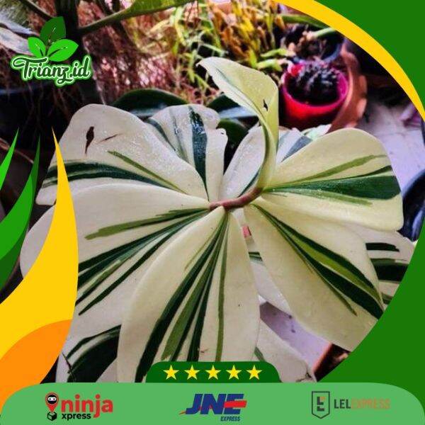 tanaman hias pacing variegata | Lazada Indonesia