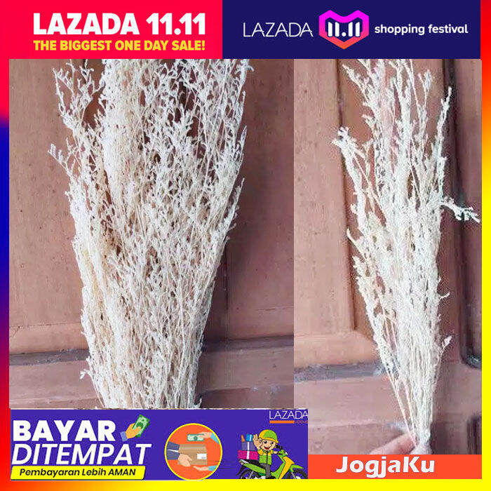 BUNGA CASPEA PUTIH DRIED FLOWER BUNGA KERING | Lazada Indonesia