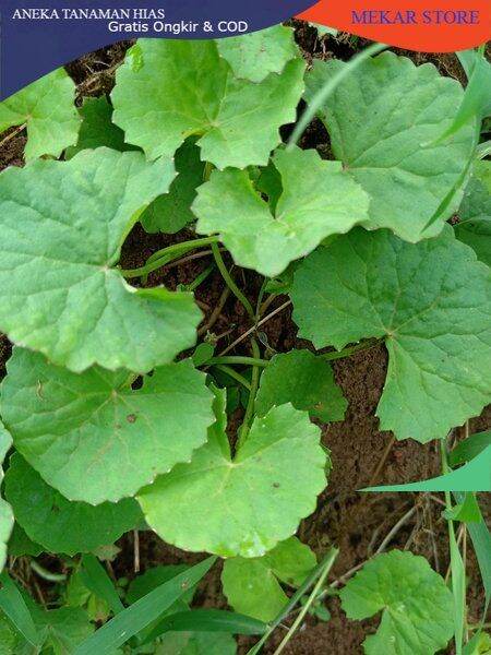 Daun Pegagan, Daun Antanan Segar, Daun Antanan Besar bibti siap tanam ...