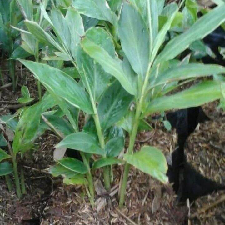 Pohon Honje/Kecombrang Tanaman Hias Onje Bunga Merah/Kecombrang ...