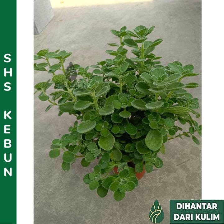 Pokok Cuban Oregano Herbs Pokok Outdoor Live Plant SHS Kebun | Lazada