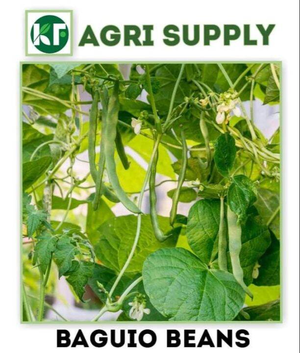 HIGH YIELDING BAGUIO BEANS EASY TO GROW VEGETABLE SEEDS (16 SEEDS ...