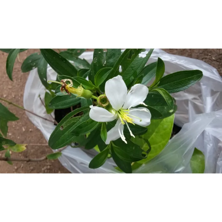 MM- Anak Pokok SENDUDUK PUTIH / Keduduk Putih / senduduk bunga putih ...