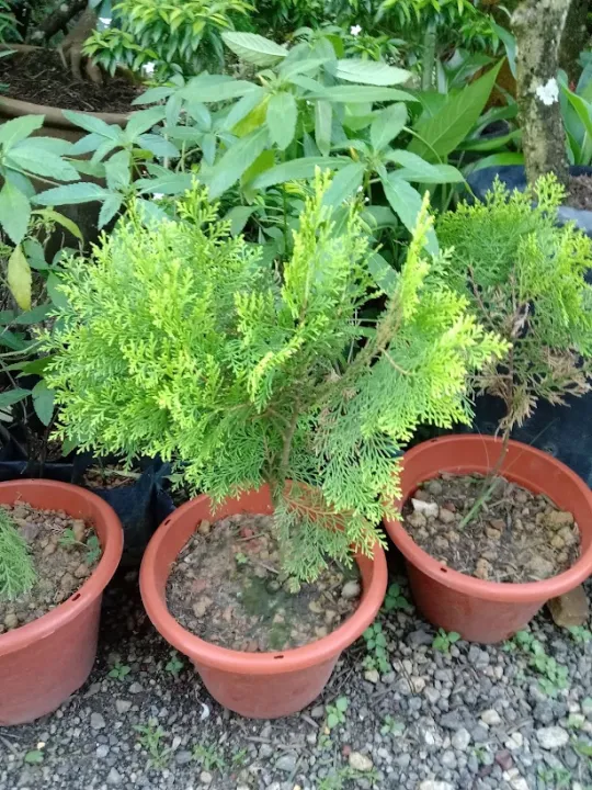 Thuja Pine orientalis Pokok Flat Pine 侧柏扁柏 黄金扁柏 Live Plant Gardening ...