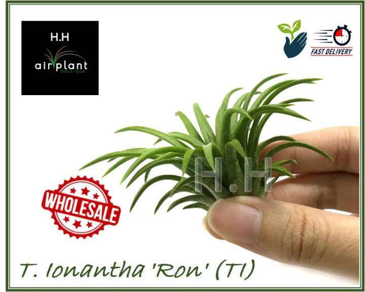 Air Plant Tillandsia Ionantha Ron (TI) Airplant 空气草 空气凤梨 无土植物 | Lazada