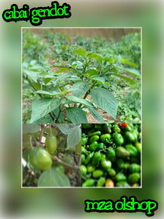 cabai gendot (bendot) kemasan 250 gram | Lazada Indonesia