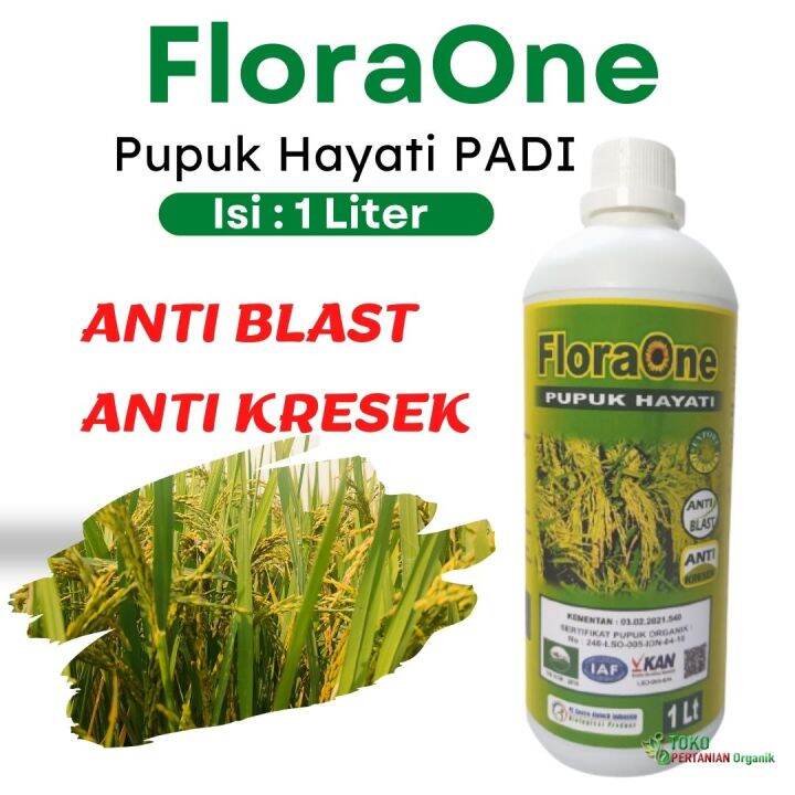 Pupuk tanaman padi FLORAONE 1 L anti penyakit Hawar daun, Fungisida Hayati Cair untuk padi sawah ...