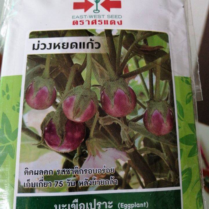 benih terung ulam purple | Lazada