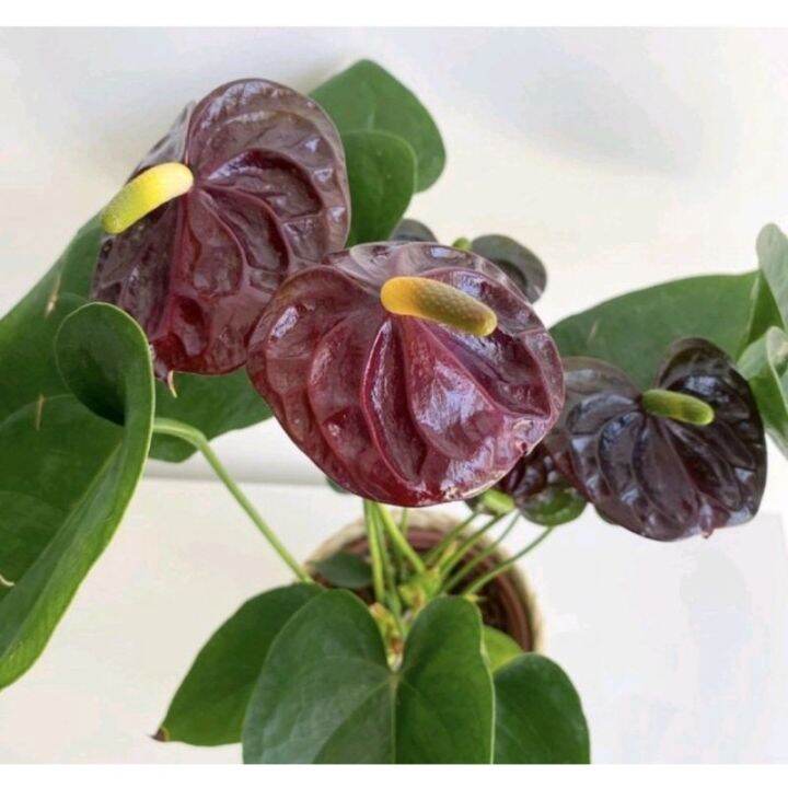 Tanaman Hias Anthurium Mickey Mouse Merah Maroon | Lazada Indonesia