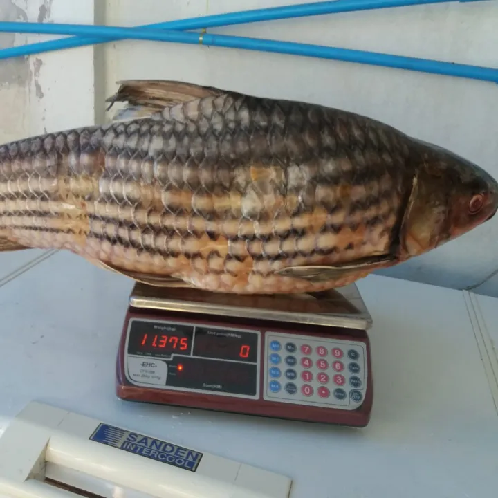 IPOH SEAFOOD - IKAN TEMOLEH / 国宝鲤，独目鲤 10kg~12kg FROM PAHANG - FREE ...
