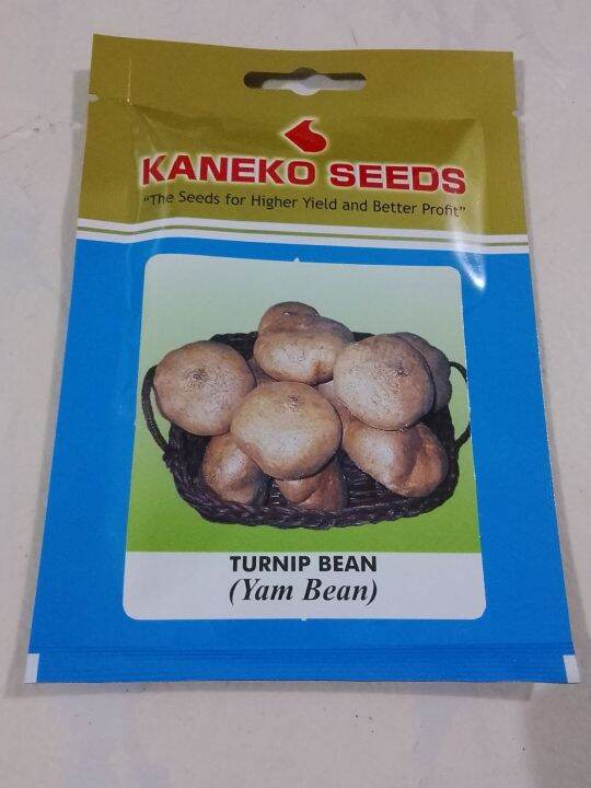 TURNIP BEAN(YAM BEAN SEEDS(5GRMS/APPROX 28 SEEDS)KANEKO SEEDS | Lazada PH