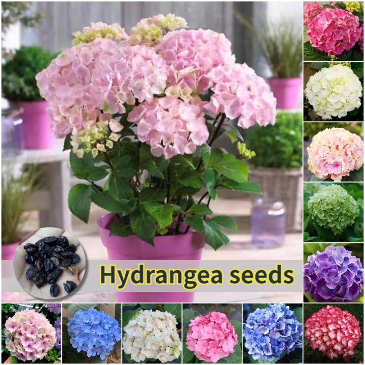 [Easy to grow in the Philippines] 35pcs Mixed Hydrangea Seeds Flower Seeds for Planting Flowers ...