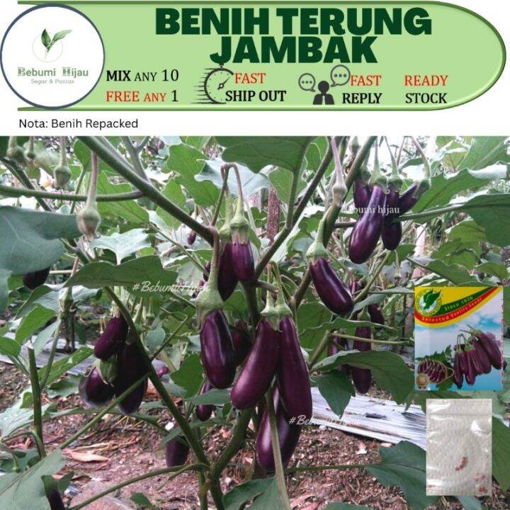 10 biji TERUNG UNGU JAMBAK seeds pearl brinjal eggplant | Lazada