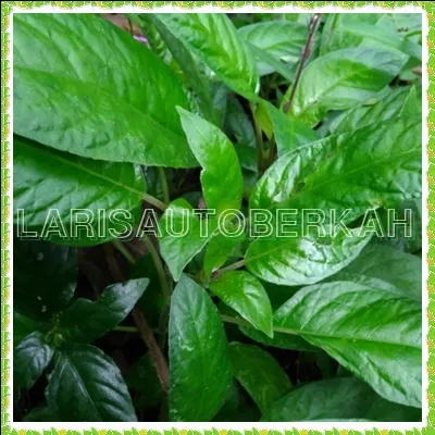 Daun Reundeu Segar 500 Gram Lalap sunda Rende Khas | Lazada Indonesia