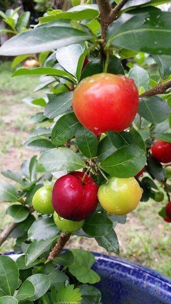 Pokok tut ceri barbados / malpighia emarginata/ West Indian cherry ...