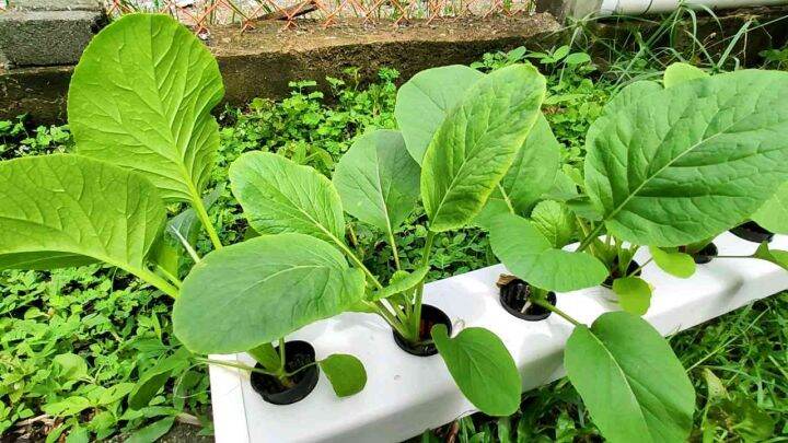 KIT HYDROPONIC SET / SET HIDROPONIK | Lazada