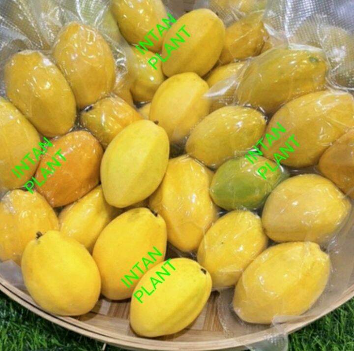 OWN FARM ANAK POKOK MARKISA MADU LILIKOI KUNING EMAS / GOLDEN HONEY ...