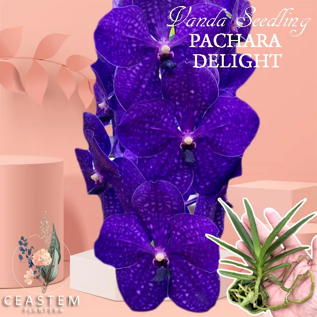 [SEEDLING] PREMIUM Strap Leaf VANDA Orchid (Thailand) Plant " Pachara ...