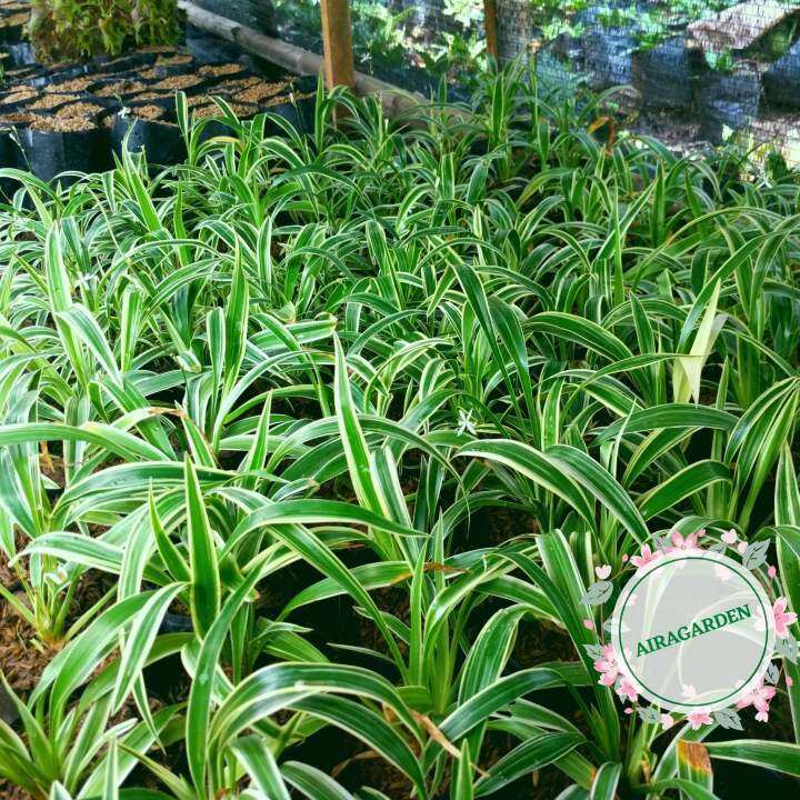 Lily Paris / Spider Plant / Chlorophytum comosum / Lili Paris Tanaman ...