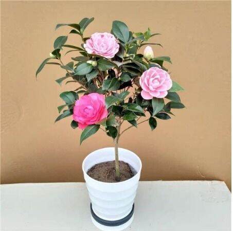 【GW】[Ready Stock] Anak pokok Bunga Camelia Wangi, pokok camelia plant ...
