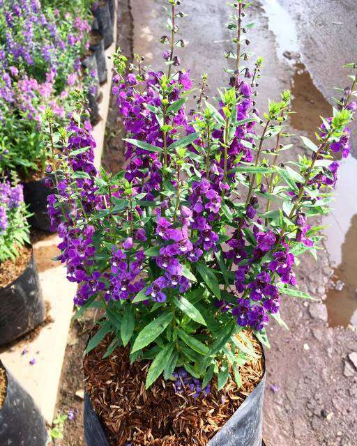 Tanaman Hias Bunga Lavender berbunga, Ungu, pink, putih | Lazada Indonesia