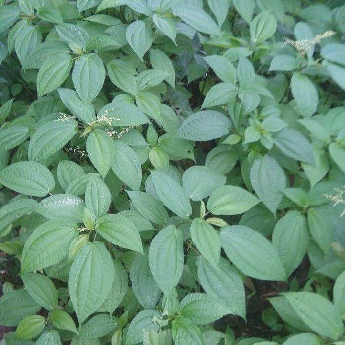 daun pohpohan segar 1kg | Lazada Indonesia
