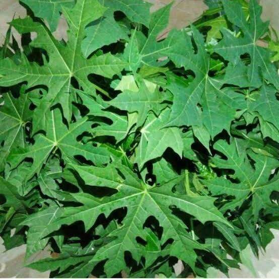 Daun gedi obat penurun kolestrol | Lazada Indonesia