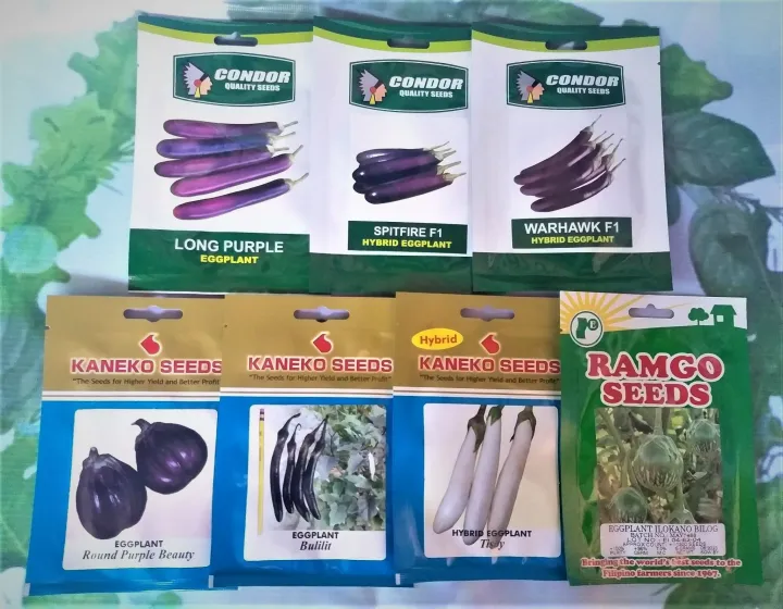 Eggplant talong seeds warhawk | long purple | spitfire | ilokano bilog ...