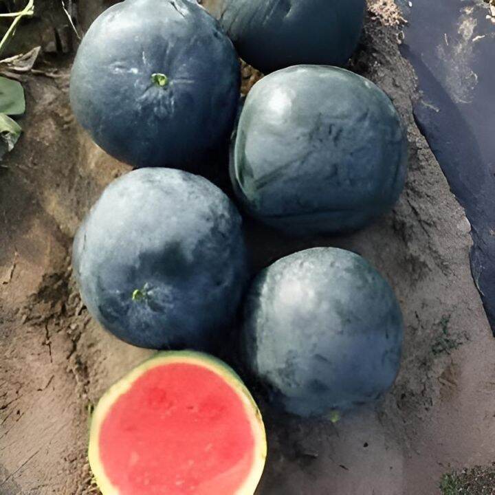PAKWAN SEED`S "WATERMELON" (SUGAR BABY) SEEDLESS | Lazada PH