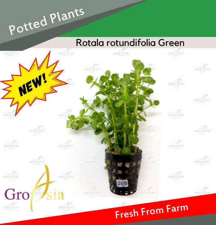 Rotala rotundifolia green Potted Aquatic Plant | Lazada