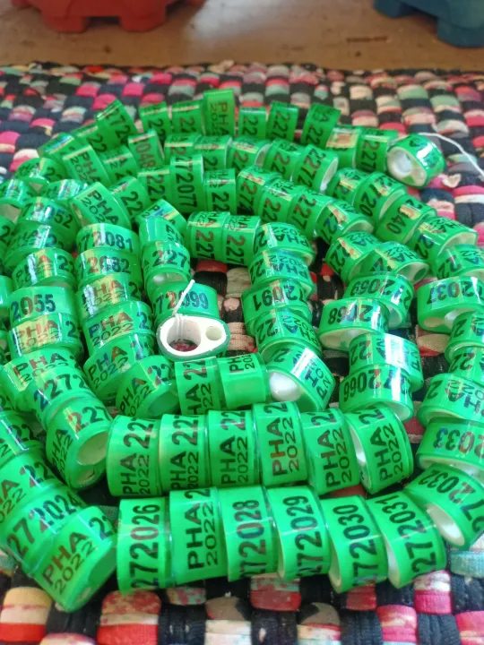 OVAL PIGEON RING 50PCS 2023 yellow green | Lazada PH