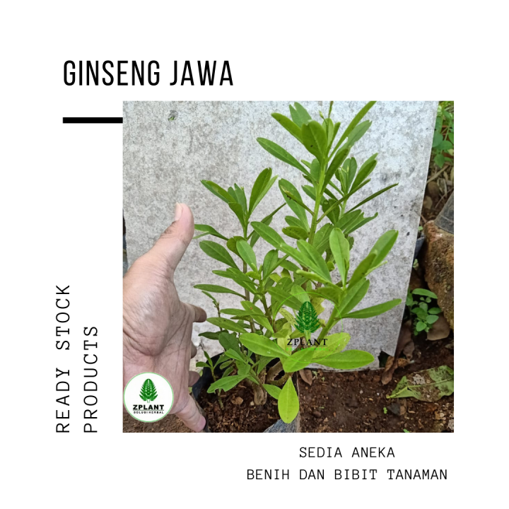 Bibit Tanaman Ginseng Jawa Som Jawa Bibit Tanaman Gingseng Jawa ...