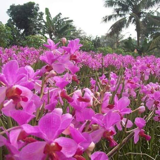 Tanaman Hias Anggrek Panda Douglas / Anggrek Tanah | Lazada Indonesia