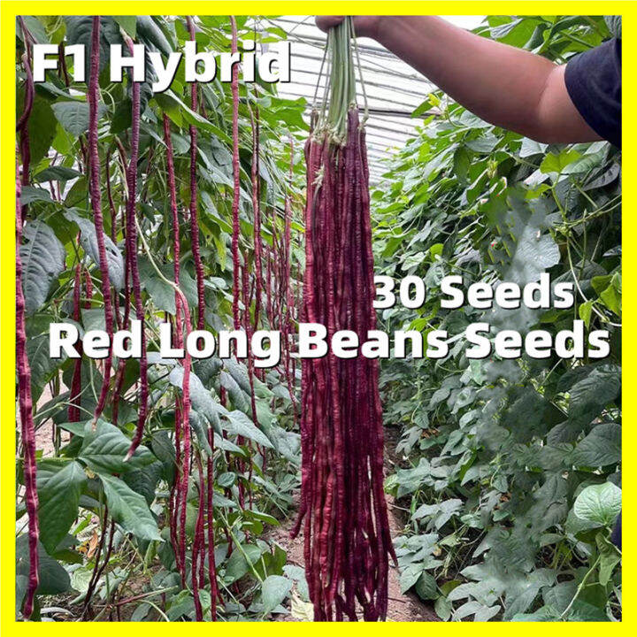 F1 Hybrid Red Long Beans Seeds - 25 Seed High Yield Long Beans Seed ...