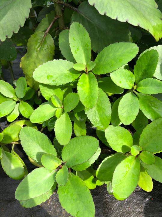 MM- Anak Pokok Sedingin / Setawar Kampung / Bhasampatta plant / 伽蓝菜 ...