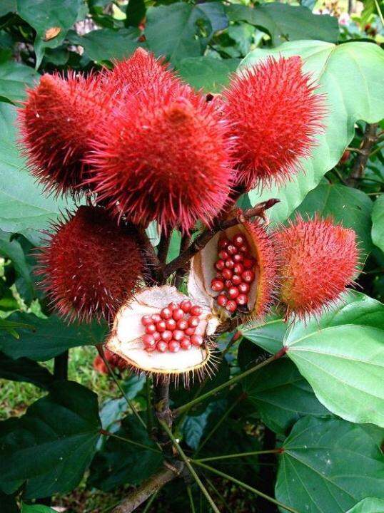 Atsuete Plant Seeds | Lazada PH