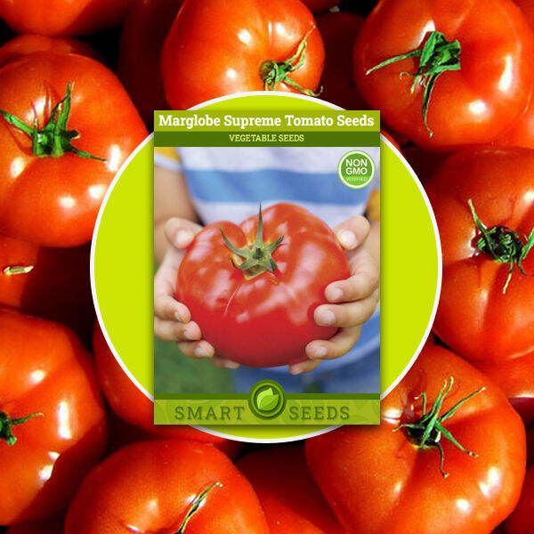 Marglobe Supreme Tomato Seeds - Tomato Vegetable Seeds - Heirloom Seeds | Lazada PH