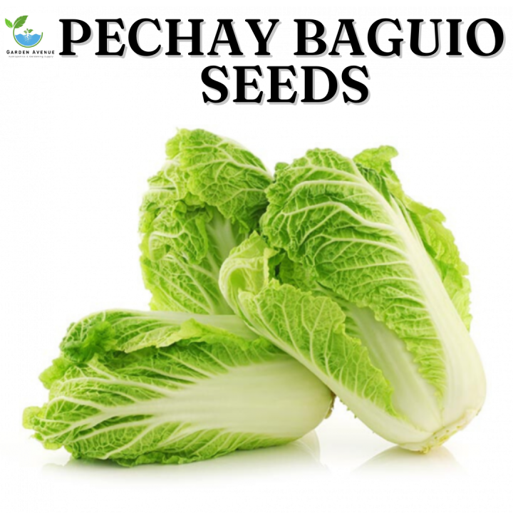 SULIT PACK! PECHAY BAGUIO SEEDS / CHINESE PECHAY SEEDS (20 PCS SEEDS ...