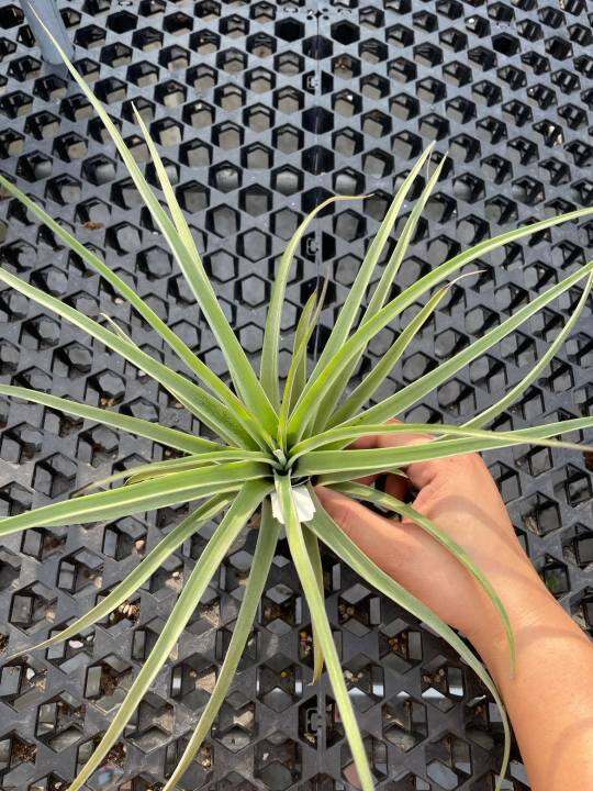 Auguatfame - Tillandsia fasciculata Tropiflora x Streptophylla 空气凤梨 ...
