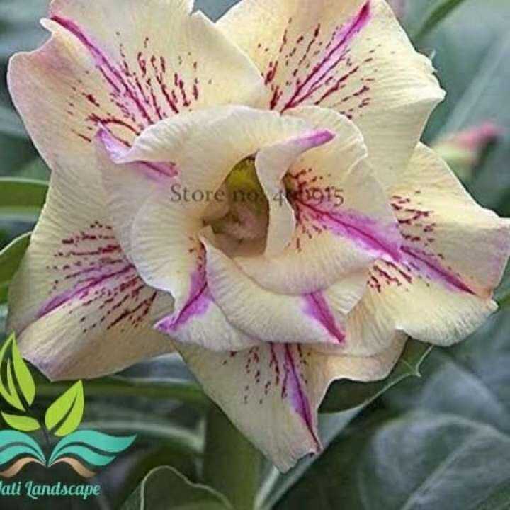 Bunga Kamboja Adenium Yellow Fragrance | Lazada PH