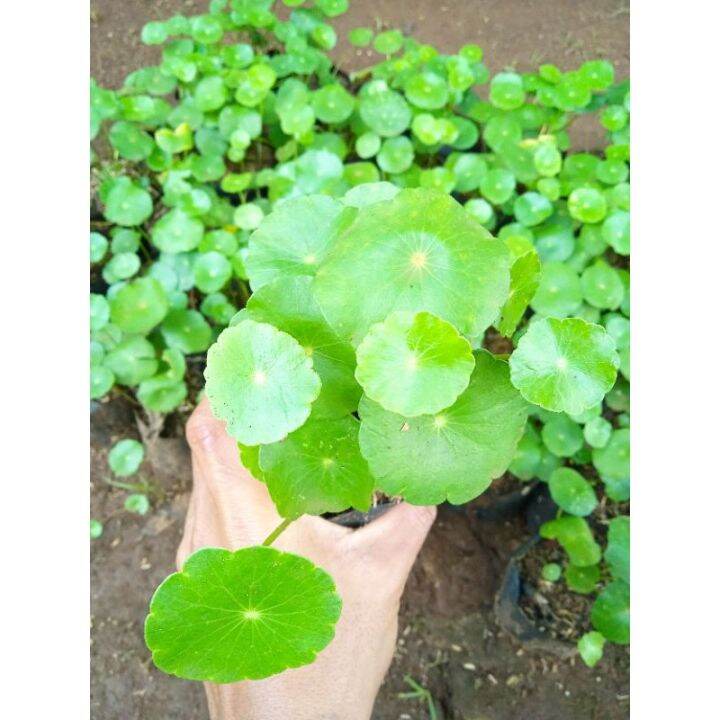 tanaman herbal daun pegagan/ pohon obat | Lazada Indonesia