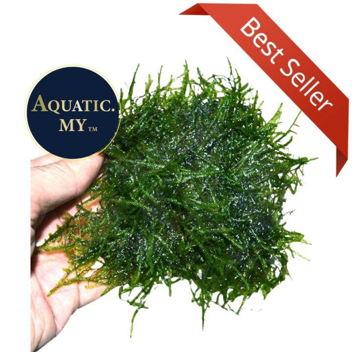 (20cm X 28cm) Aquarium Live Aqua Plants - Vesicularia Dubyana Java Moss ...
