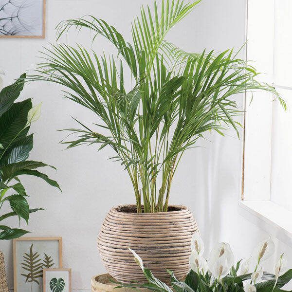 Tanaman palem kuning tanaman indoor palm kuning | Lazada Indonesia