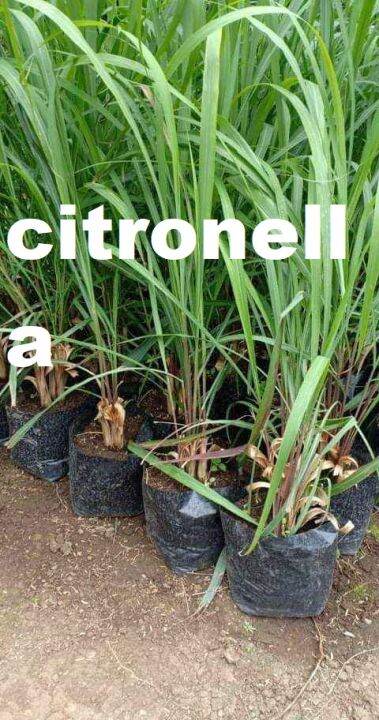 Citronella uprooted pantanim 10 pesos per stem. | Lazada PH